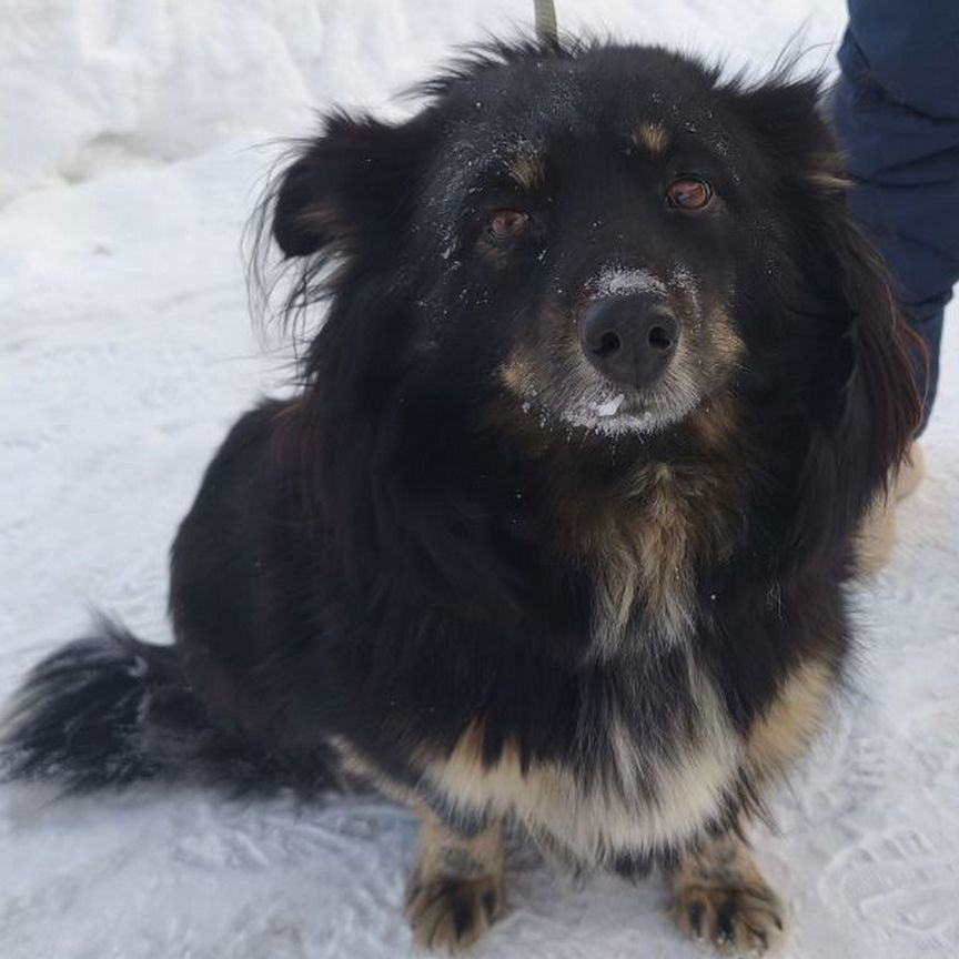 Взрослая собака в добрые руки