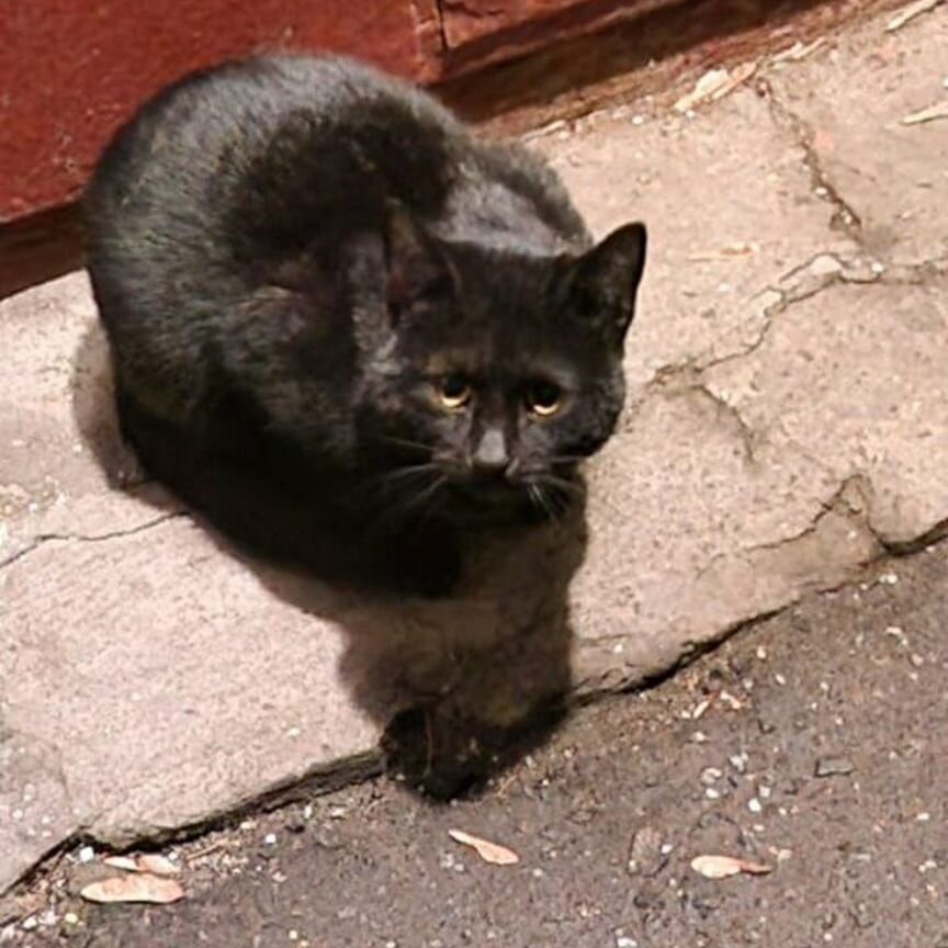 Кошки в добрые руки бесплатно