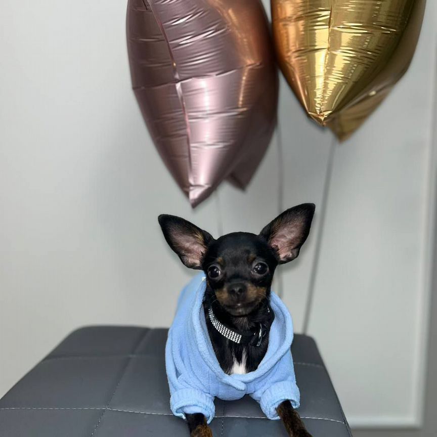 Русский той-терьер, щенок