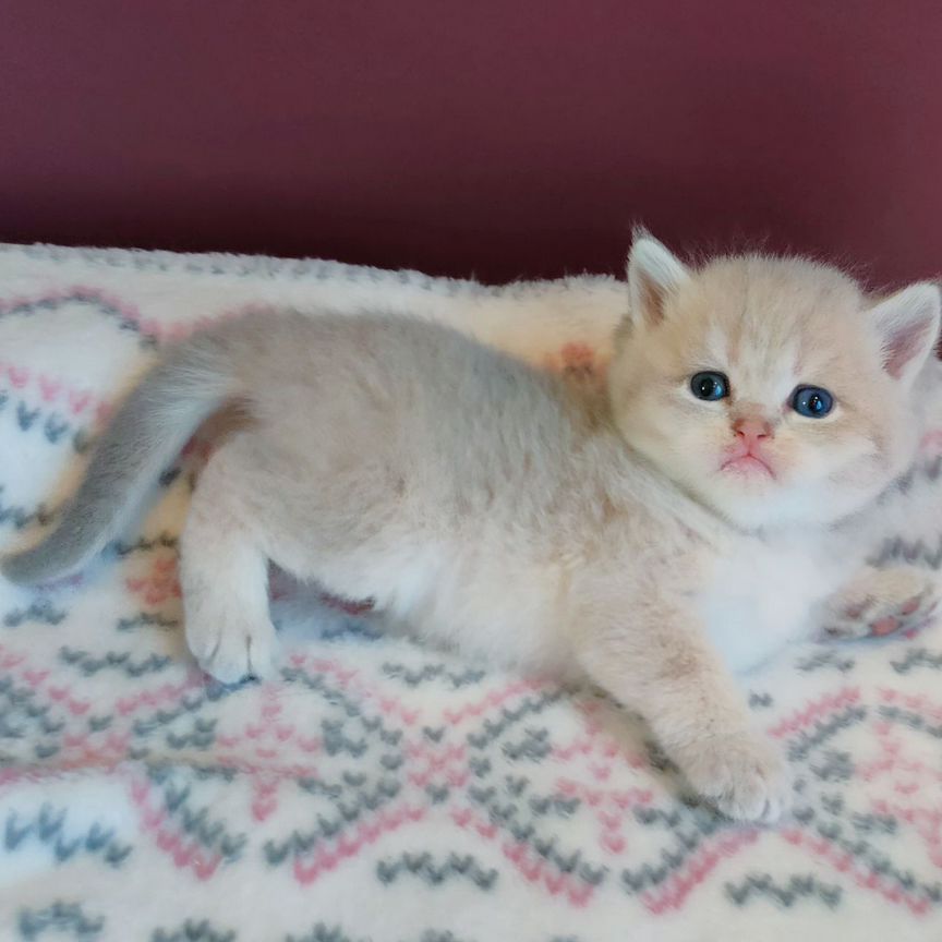 Мальчик голубое золото