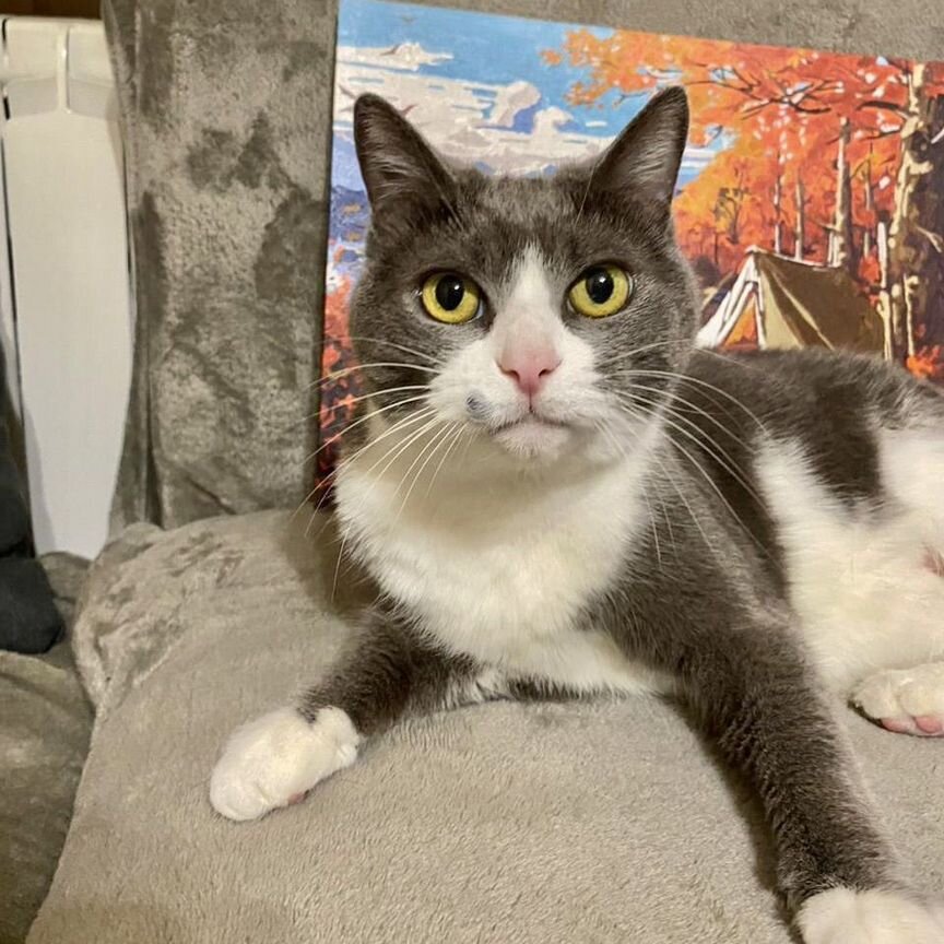 Кошечка давно не может обрести семью