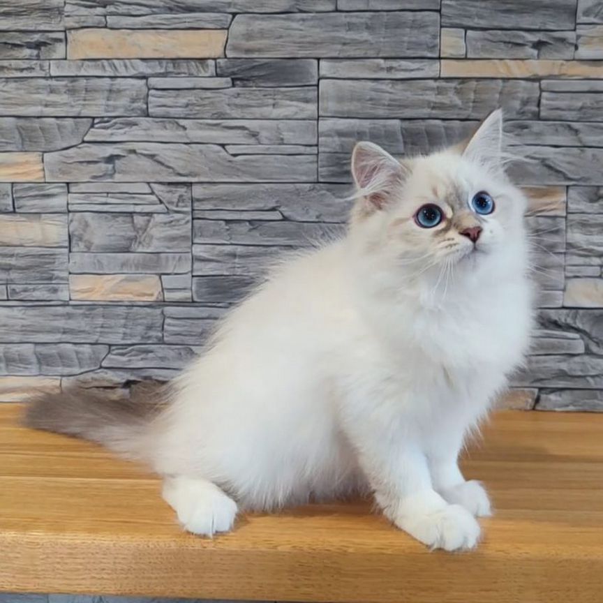 Котенок невский маскарадный.Девочка