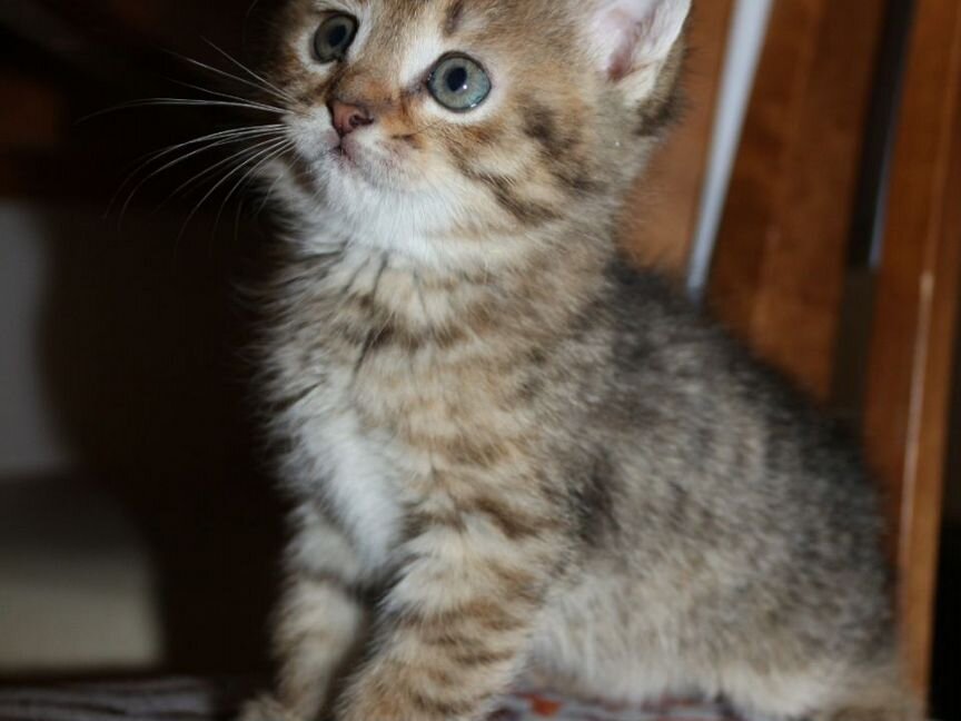 Котята в добрые руки девочки