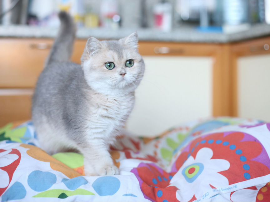 Британская золотая шиншилла (голубое золото)