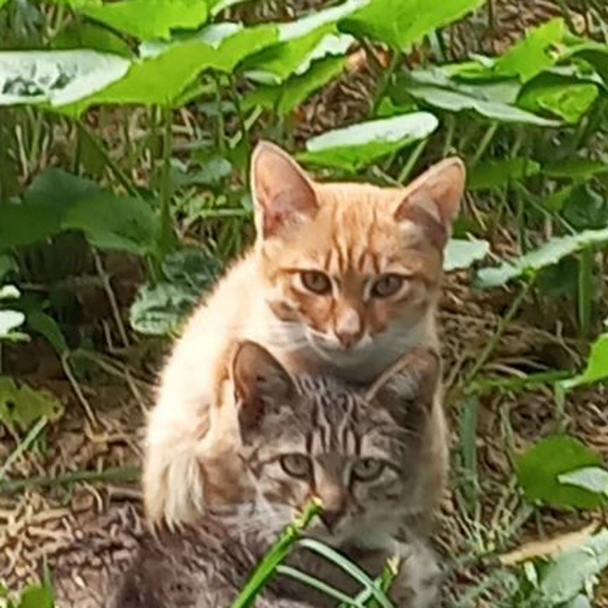 Красивые котятки пропадают на улице