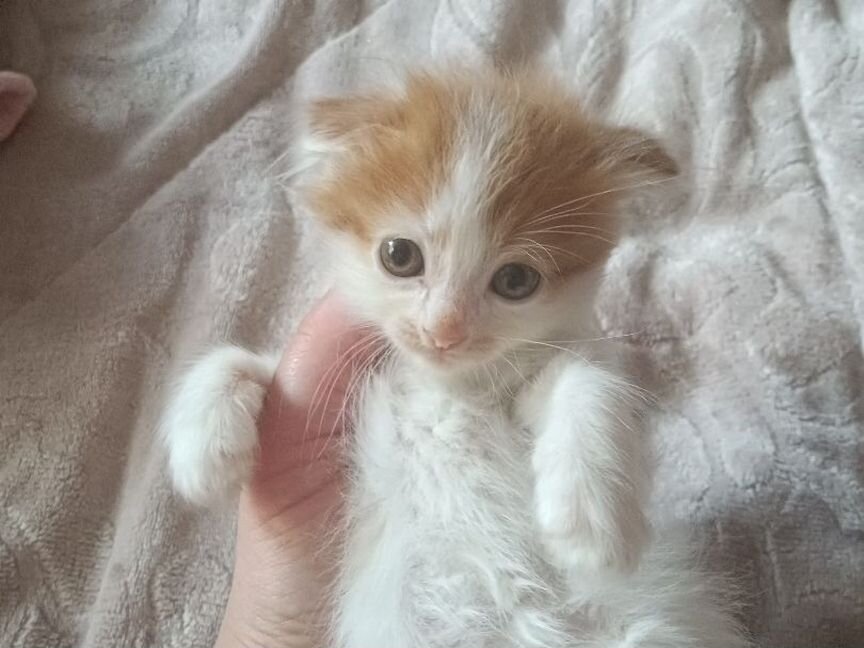 Кошки в добрые руки