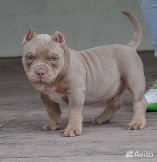 Американский Булли щенки
