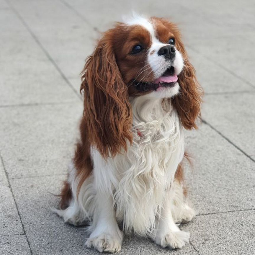 Кавалер кинг-чарльз-спаниель, взрослый пёс