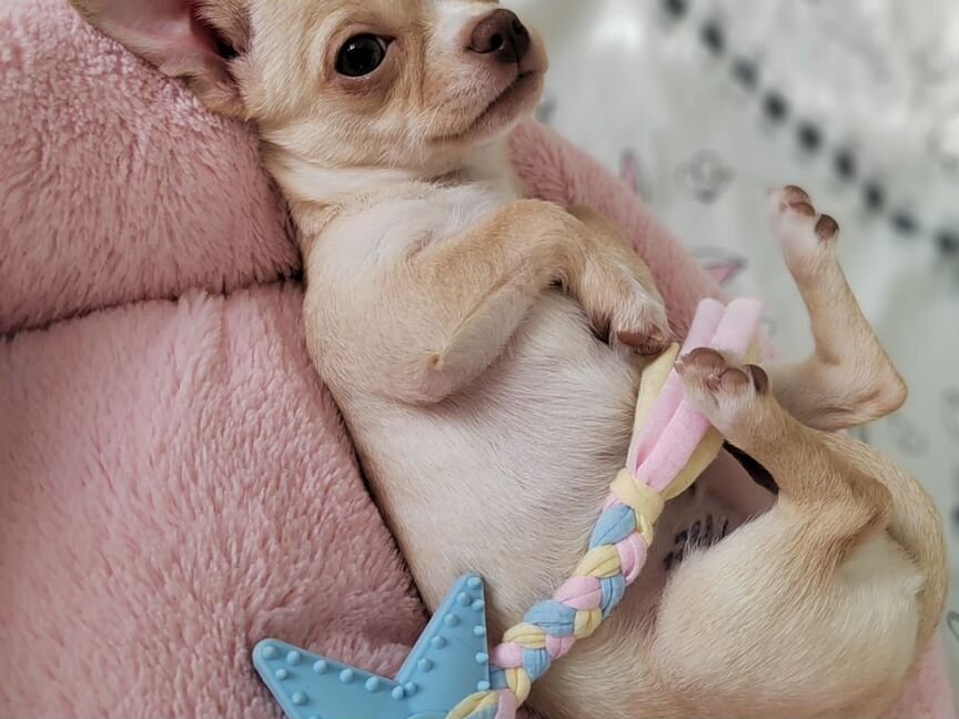 Кремовый Антошка