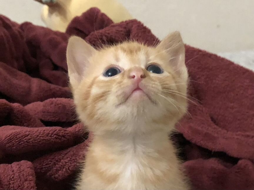 Рыжий котенок