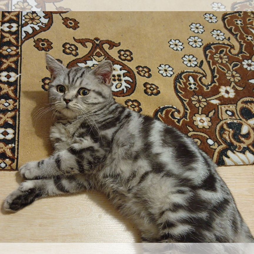 Американский бобтейл короткошёрстный котёнок