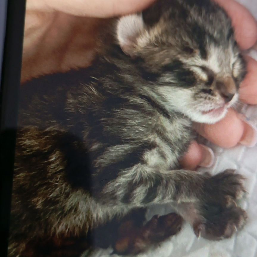 Котят выкинули к подвалу