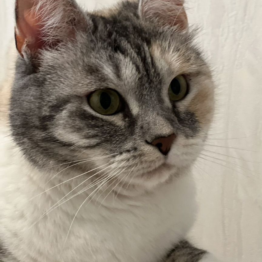 Кошечка в добрые руки