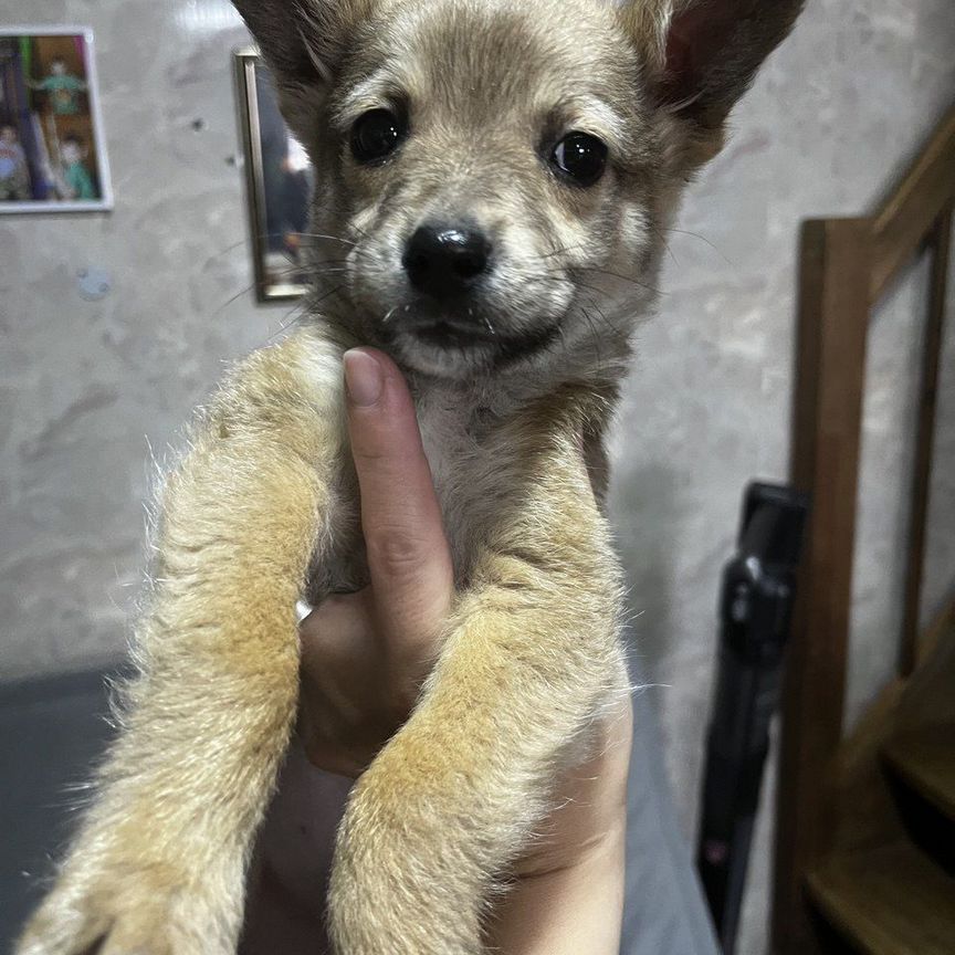 Щенок в добрые руки