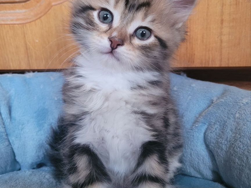 Котята