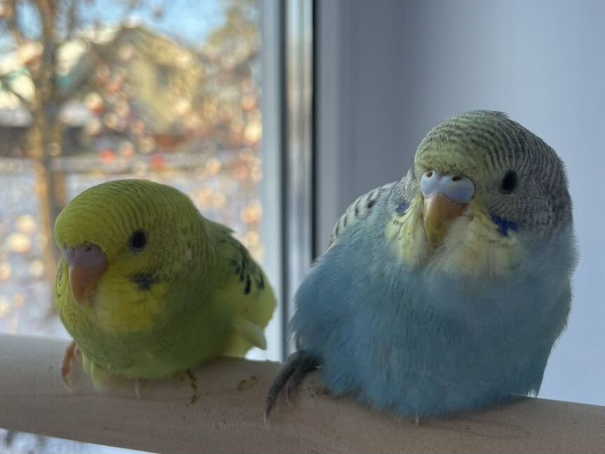 Волнистый попугай