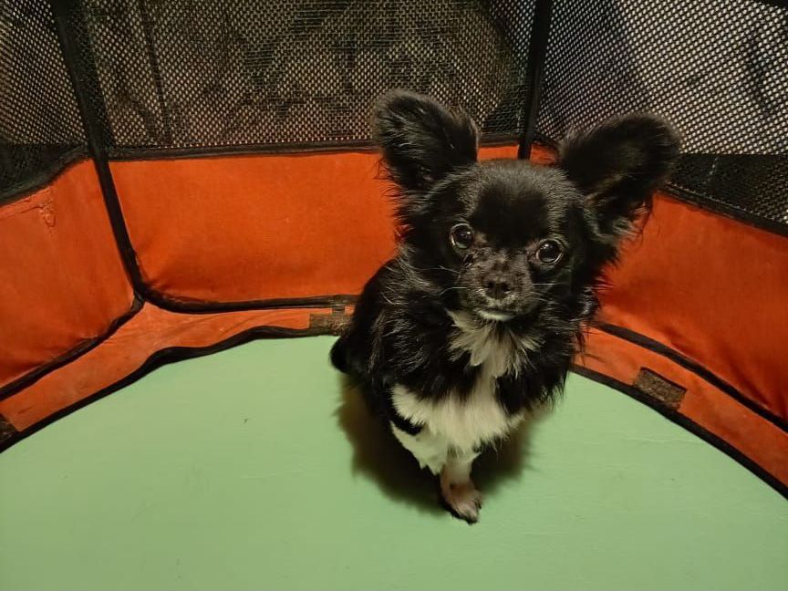 Чихуахуа мальчик подросток