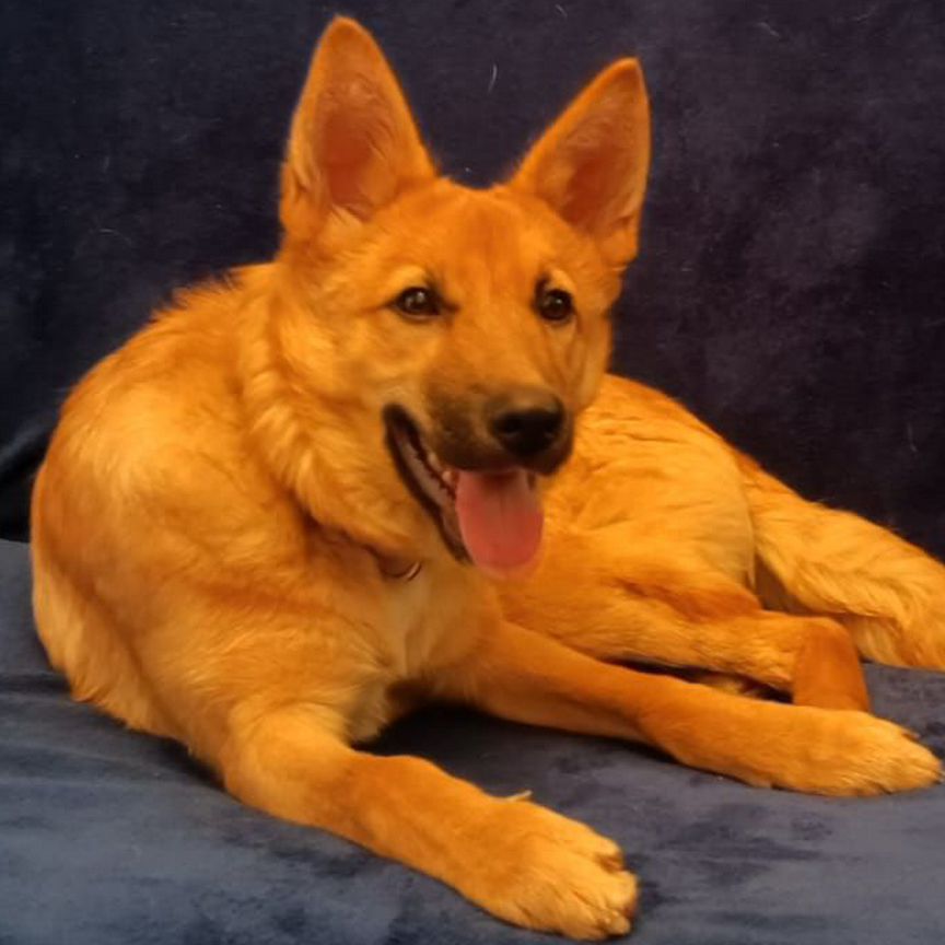 Щенок, девочка, 5 месяцев