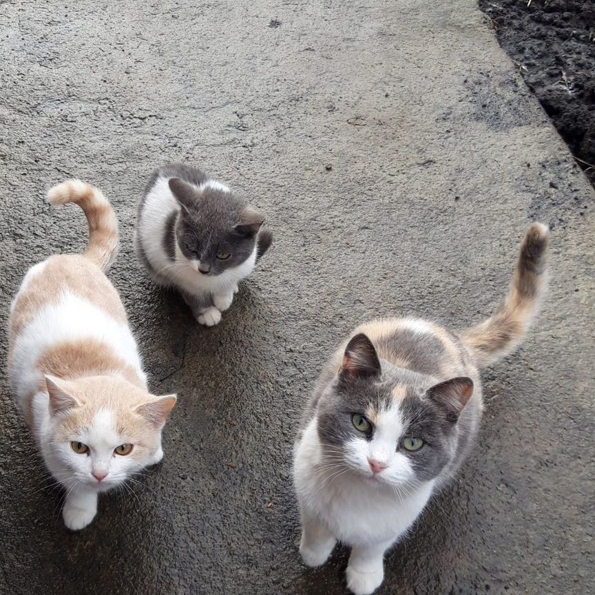 Милые котятки ищут свой дом
