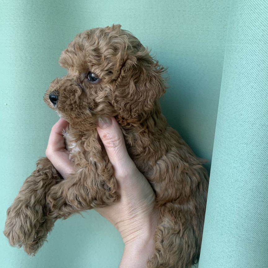 Той-пудель, щенок