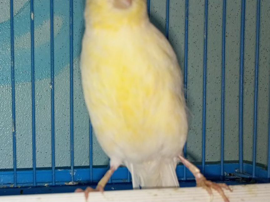 Канарейка с клеткой