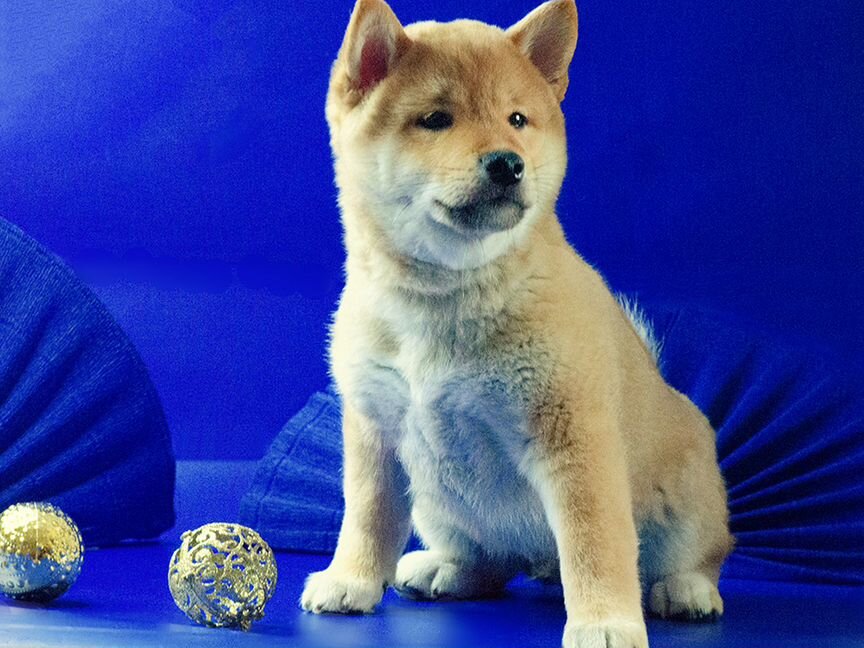 Сиба-ину щенок мальчик