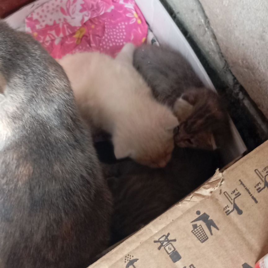 Котята, начали кушать сами, находятся с кошкой