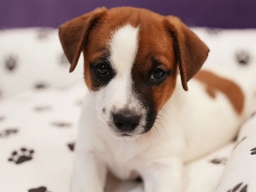 Джек Рассел терьер Яркий Мальчик