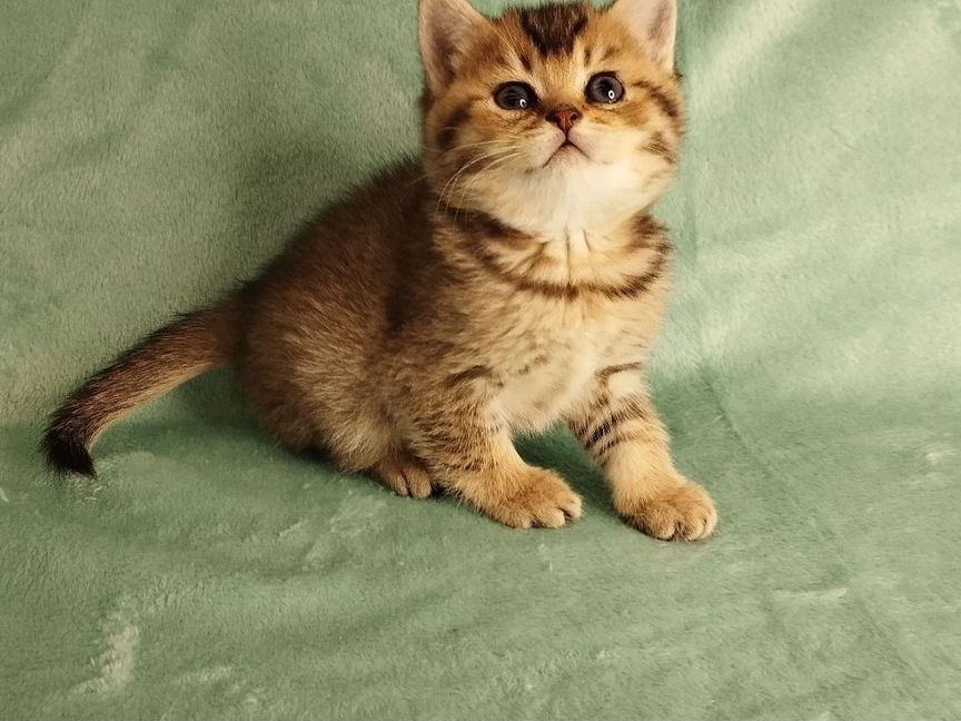 Шотландские котята золотая шиншилла