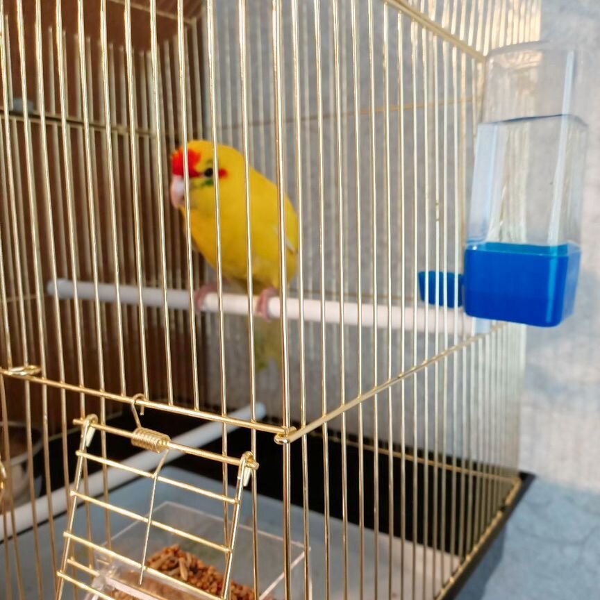 Какарик мальчик