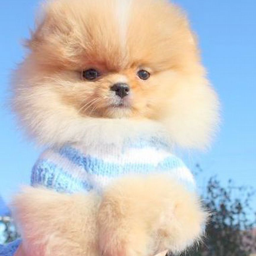 Шпиц девочка Помераночка