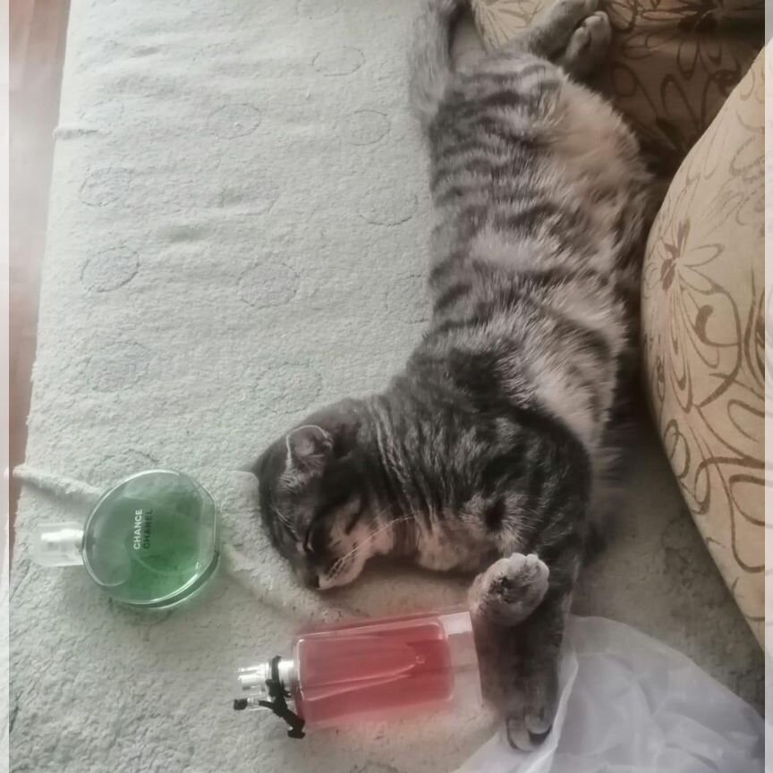 Кошечка Ева в добрые руки