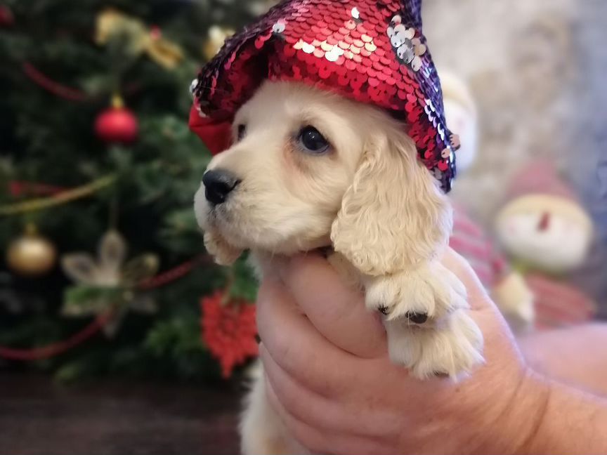 Разноцветные щенки спаниеля