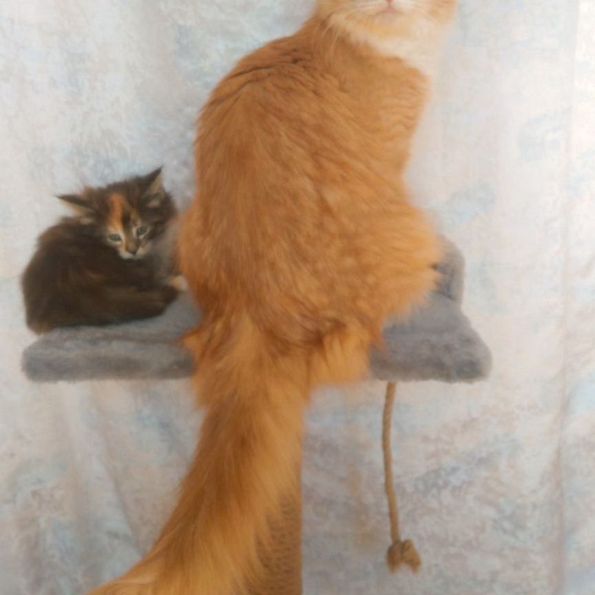 Котята норвежская лесная