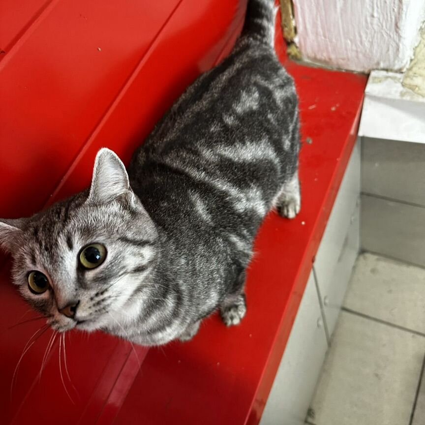 Найдена кошка