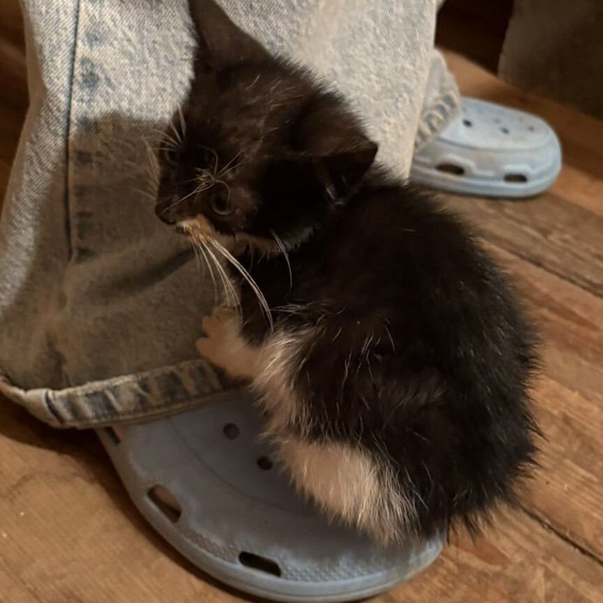 Котенок мальчик