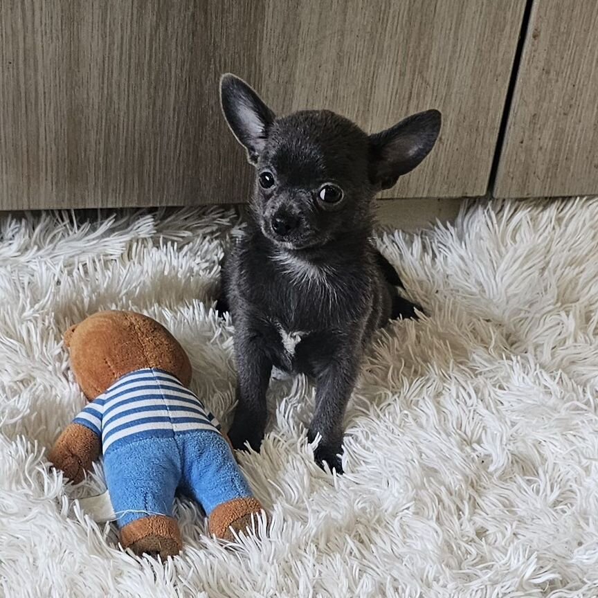 Мальчик чихуахуа с документами РКФ