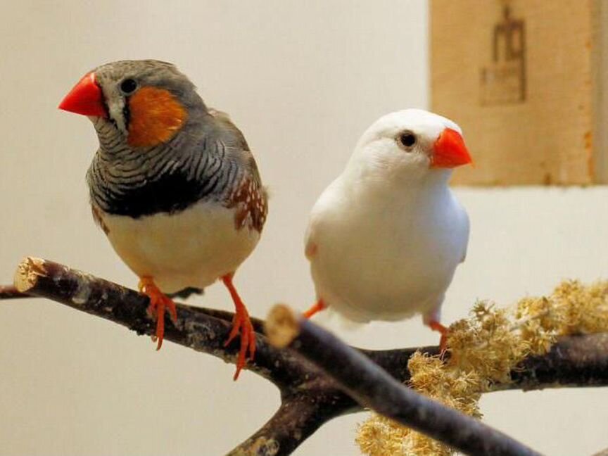 Зебровые амадины