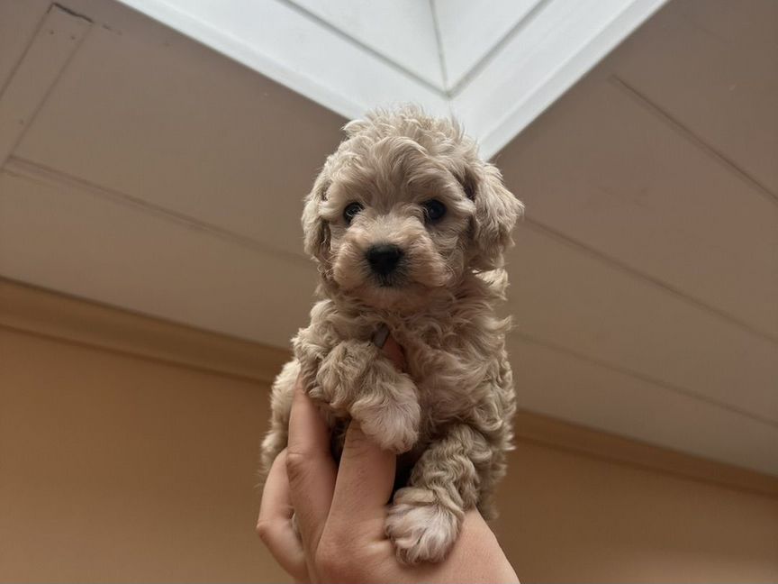 Щенки мальтипу