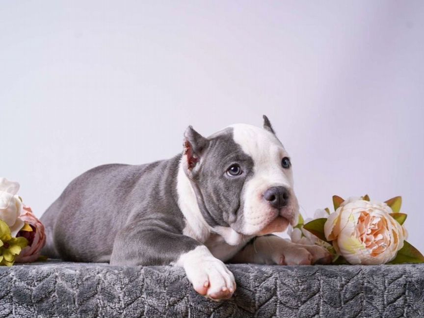 Американский булли