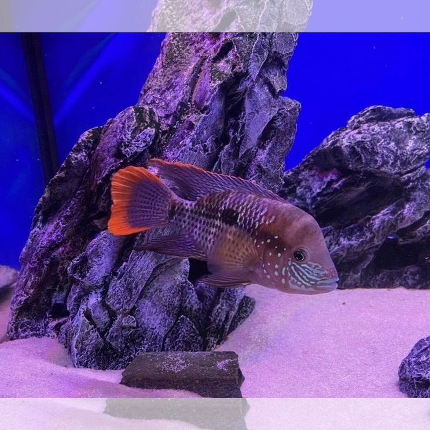 Рыба Акара бирюзовая