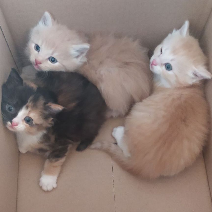 Котята в добрые руки