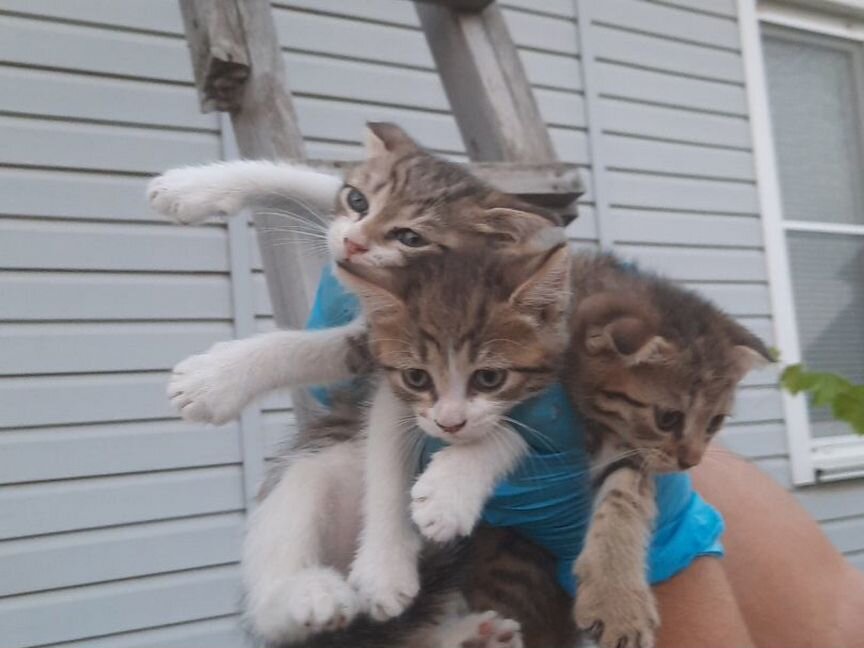 Котята в добрые руки 1 месяц мама вислоухая