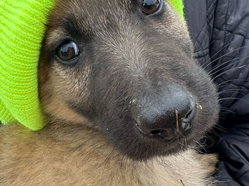 Отдам в добрые руки