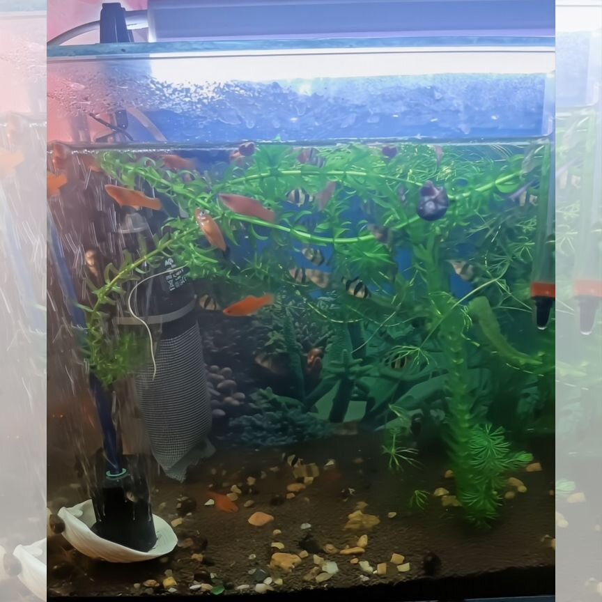 Барбусы, меченосцы, молинезии