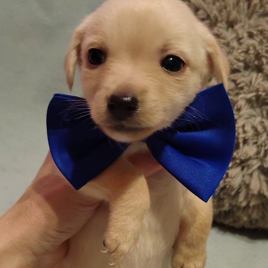 Русский той-терьер, щенок