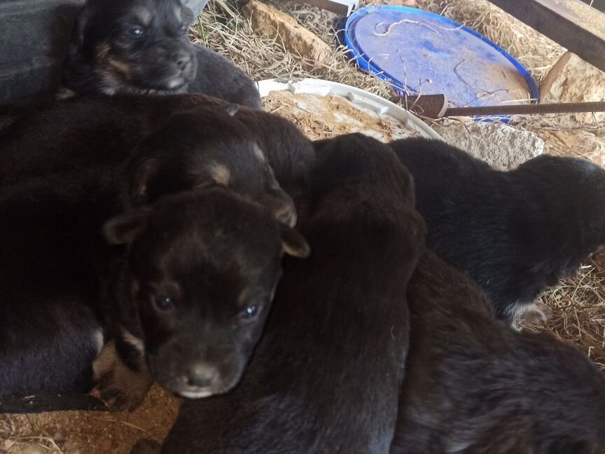 Собака в добрые руки