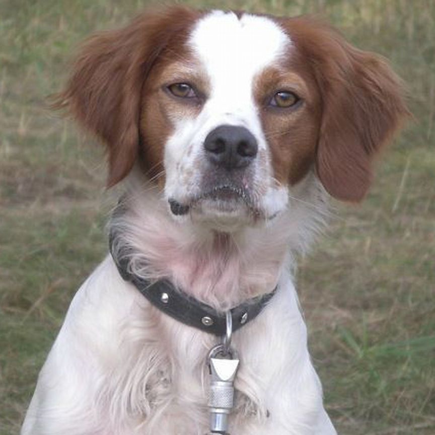 Щенки Эпаньоль Бретона