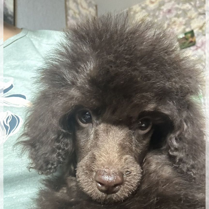 Пудель, щенок