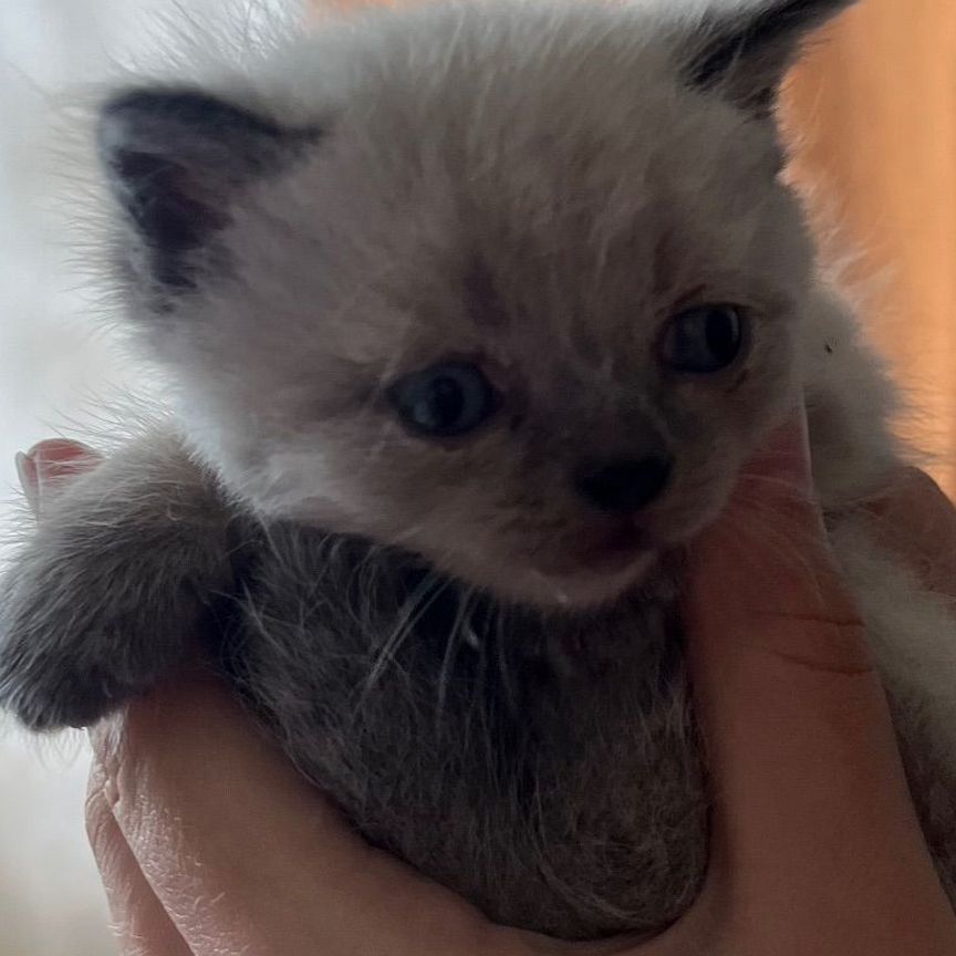 Шотландский прямоухий короткошёрстный котёнок
